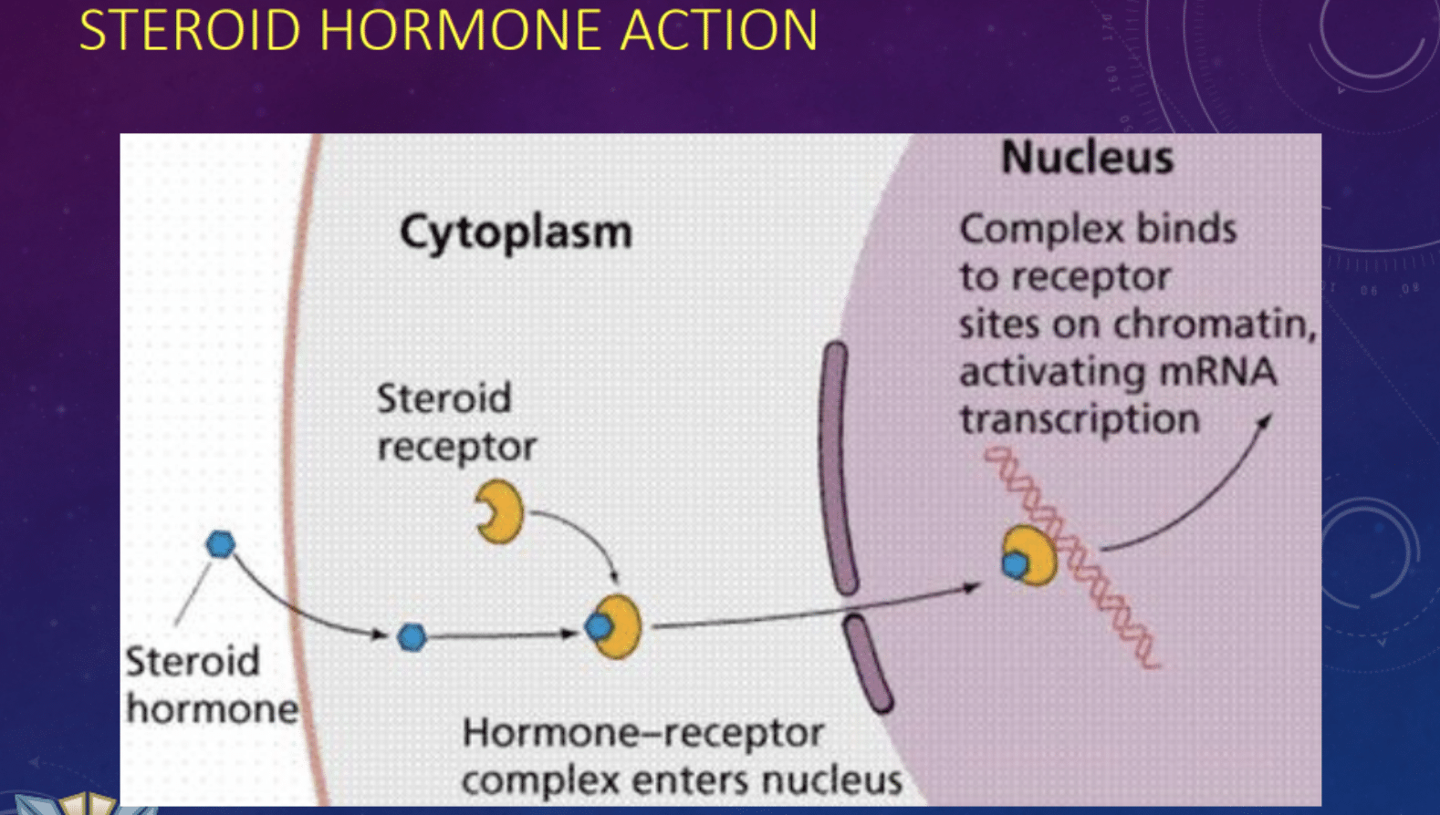 Peptides St. Louis MO | Signal Peptide Springfield MO